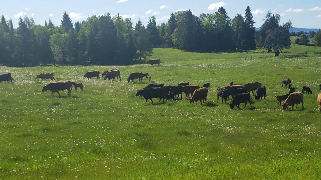 Sandy Acres Farm - Thunder Bay In Season